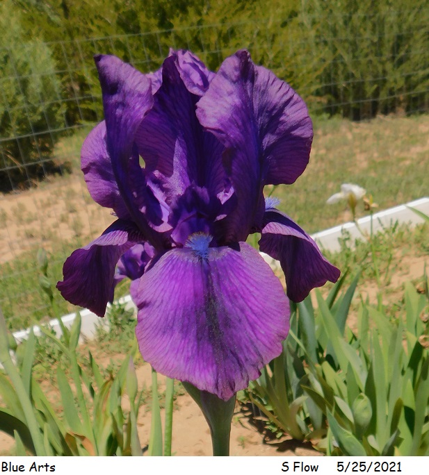 Blue Arts | Historic Iris Preservation Society