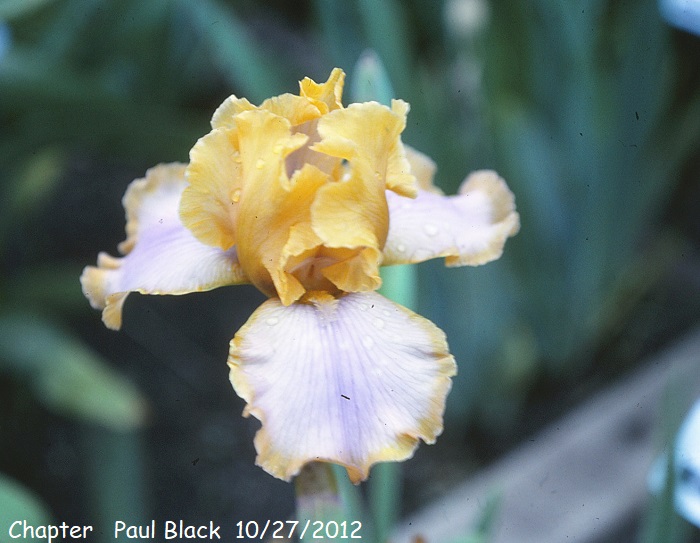 Chapter | Historic Iris Preservation Society