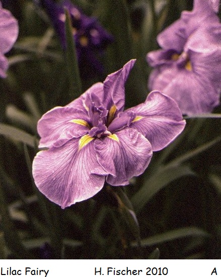 Lilac Fairy | Historic Iris Preservation Society