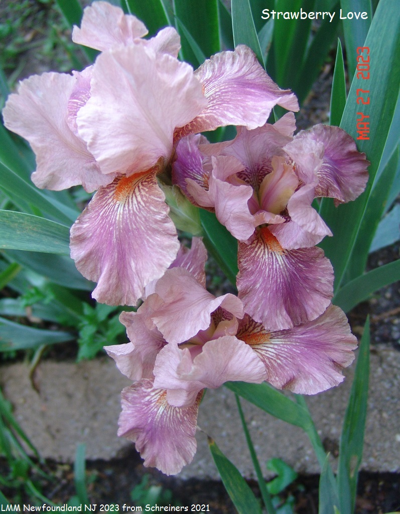 Strawberry Love | Historic Iris Preservation Society