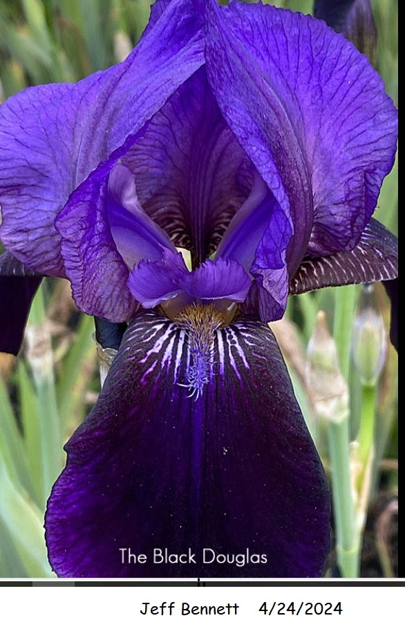 The Black Douglas | Historic Iris Preservation Society