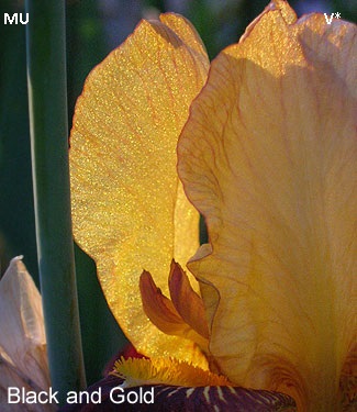 Black and Gold | Historic Iris Preservation Society