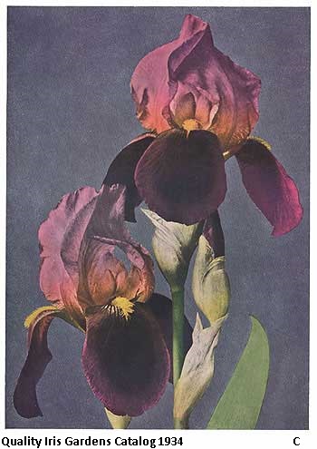 Burning Bronze | Historic Iris Preservation Society