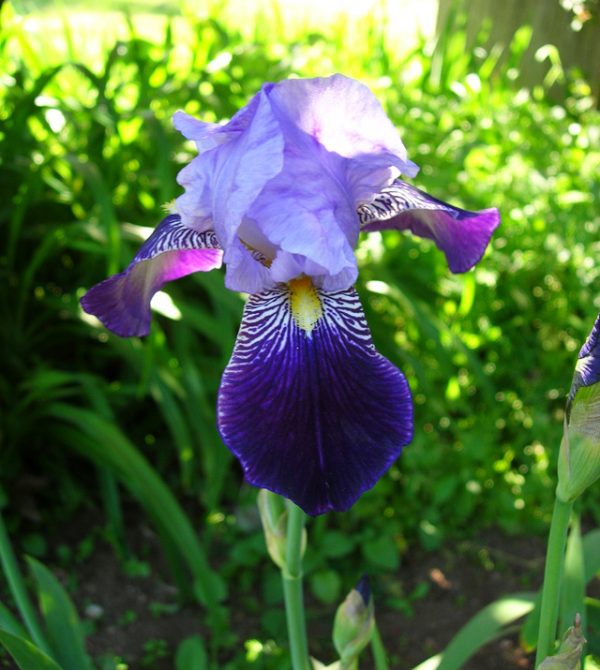 Iris Color Classes and Patterns | Historic Iris Preservation Society